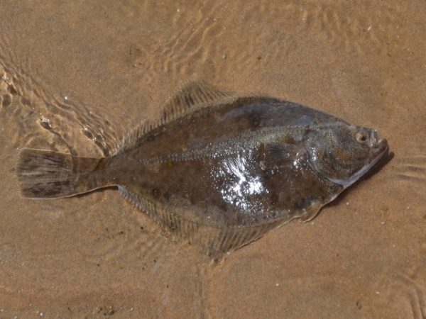 Scholle | Strand Detektor