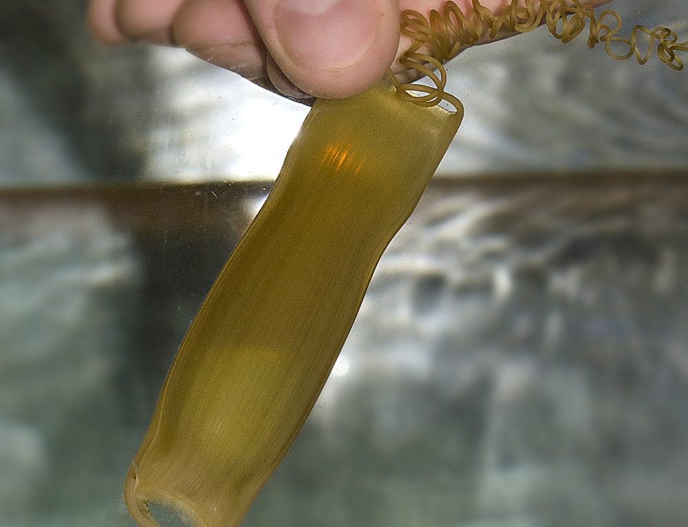 Rochen Eikapsel | Strand Detektor